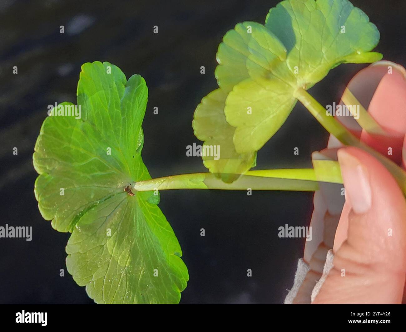 floating marsh pennywort (Hydrocotyle ranunculoides Stock Photo - Alamy