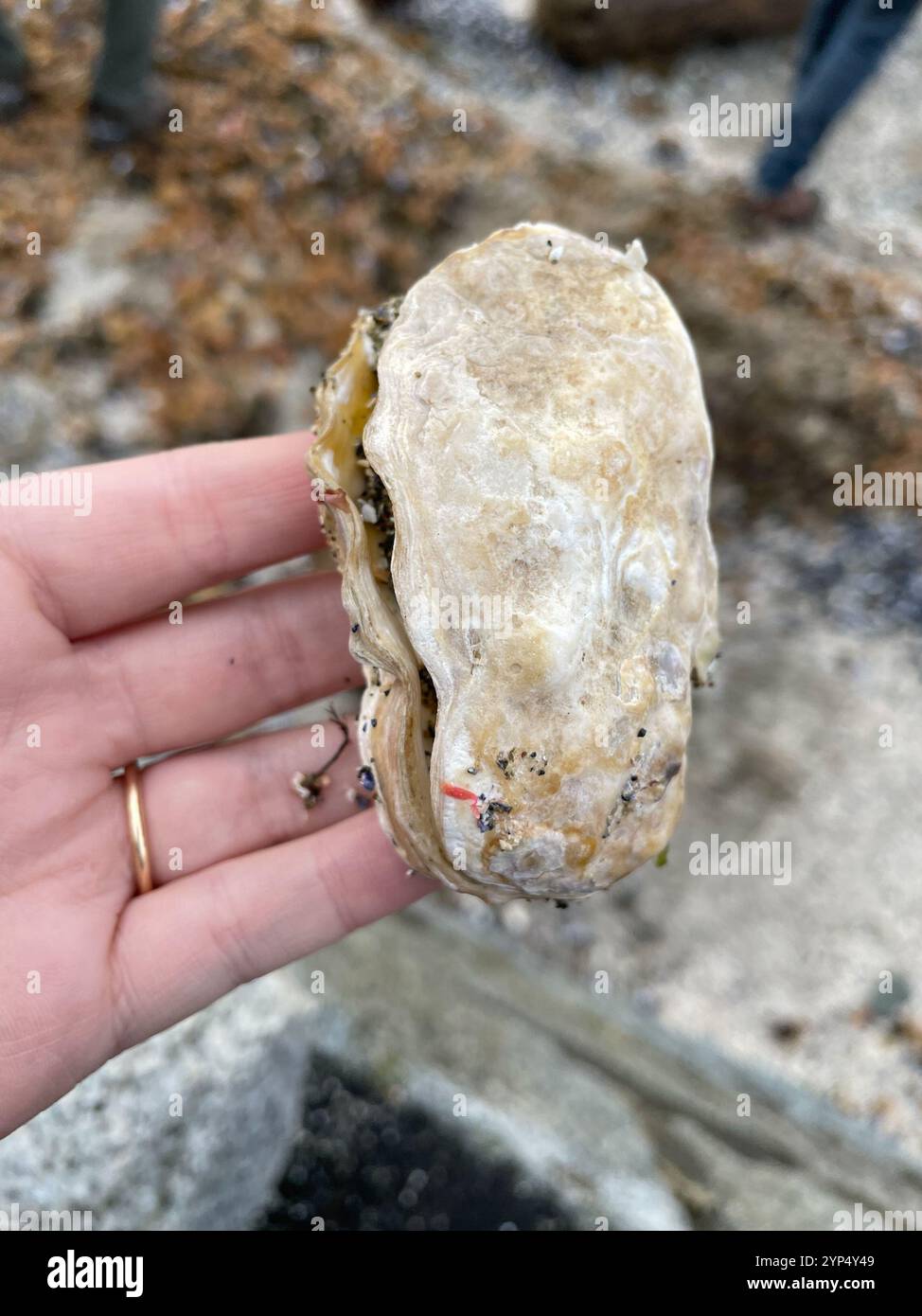 Pacific oyster magallana gigas hi-res stock photography and images - Alamy