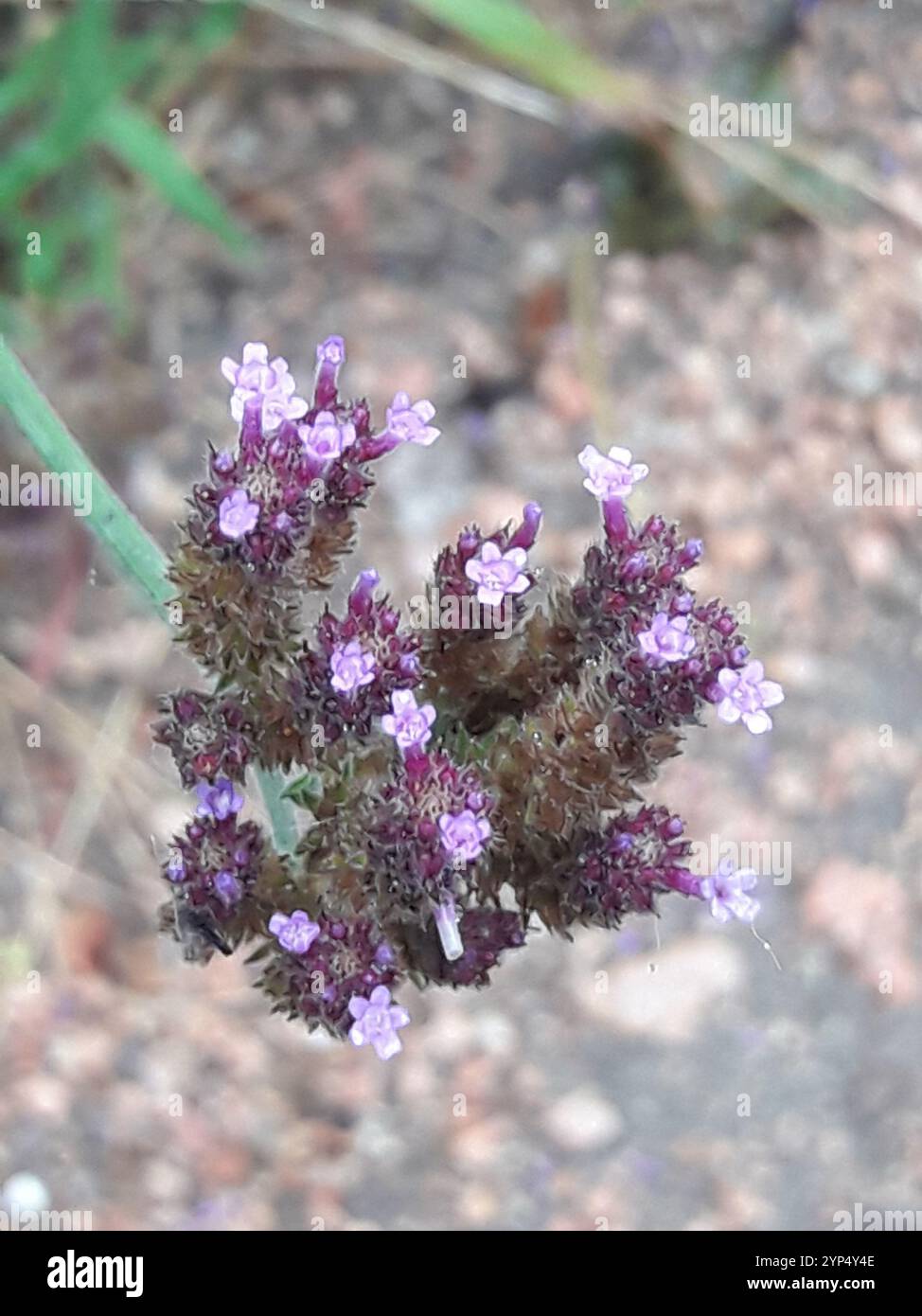 purpletop vervain (Verbena bonariensis Stock Photo - Alamy