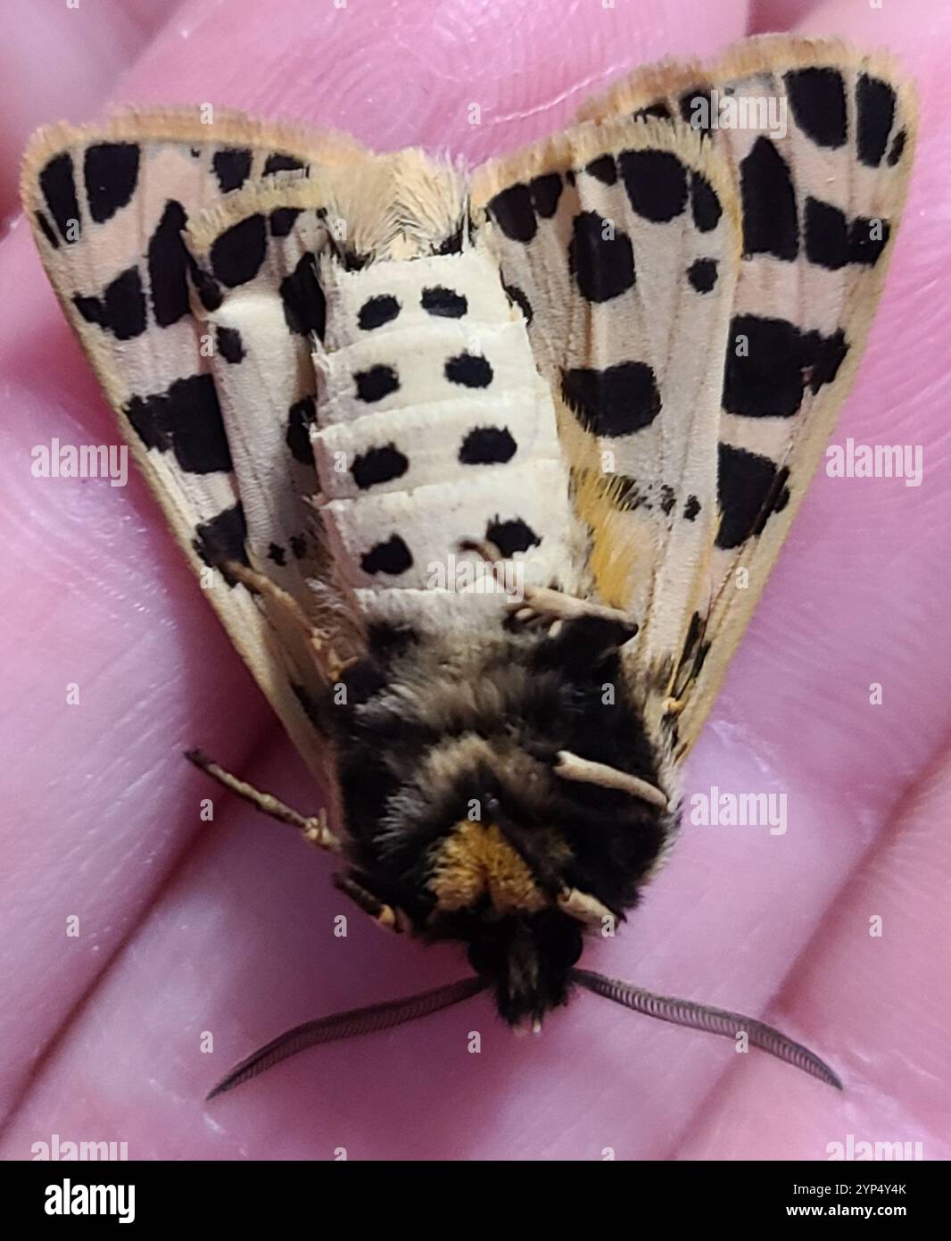 Ornate Tiger Moth (Apantesis ornata Stock Photo - Alamy