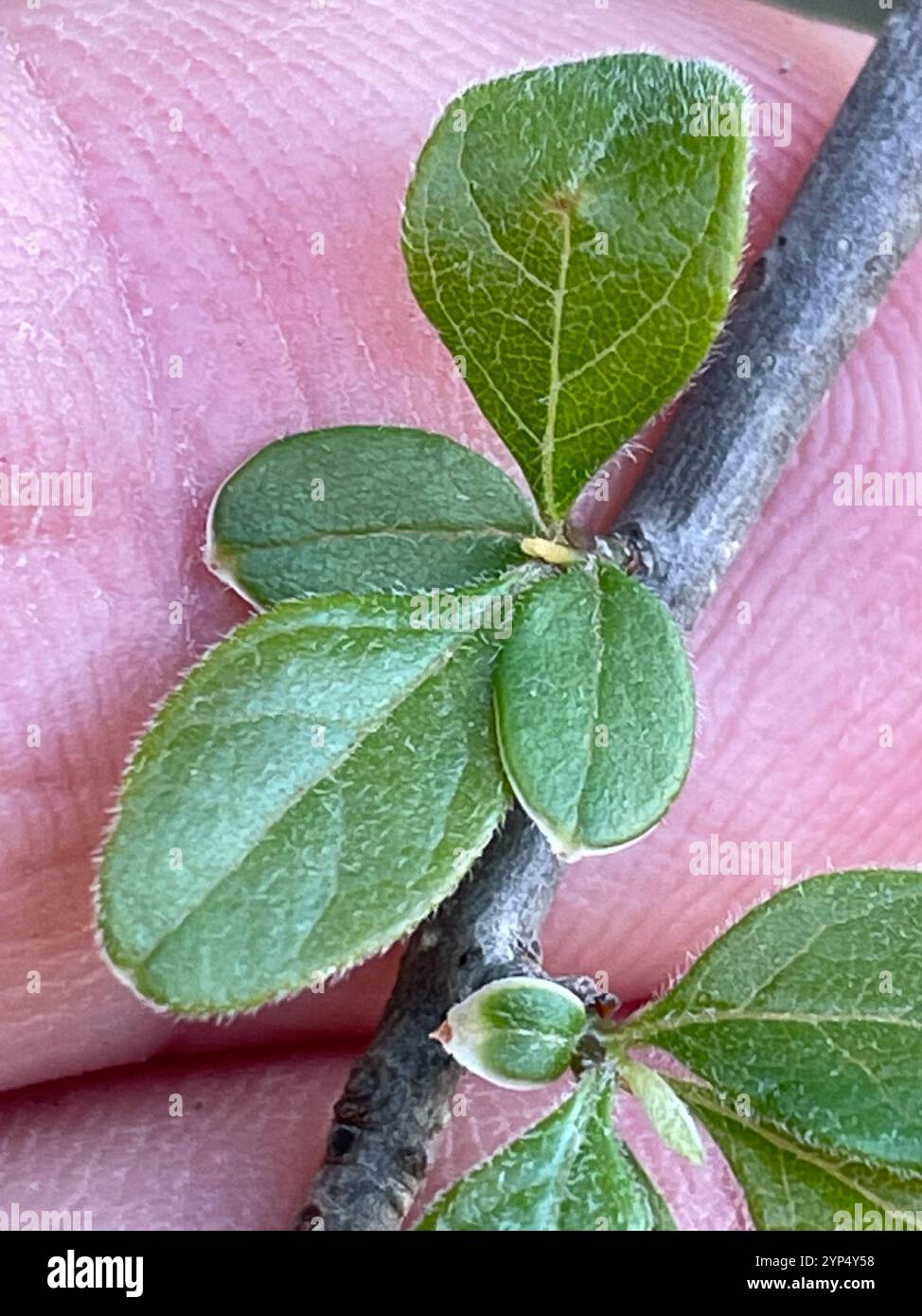 Stretchberry (Forestiera pubescens Stock Photo - Alamy