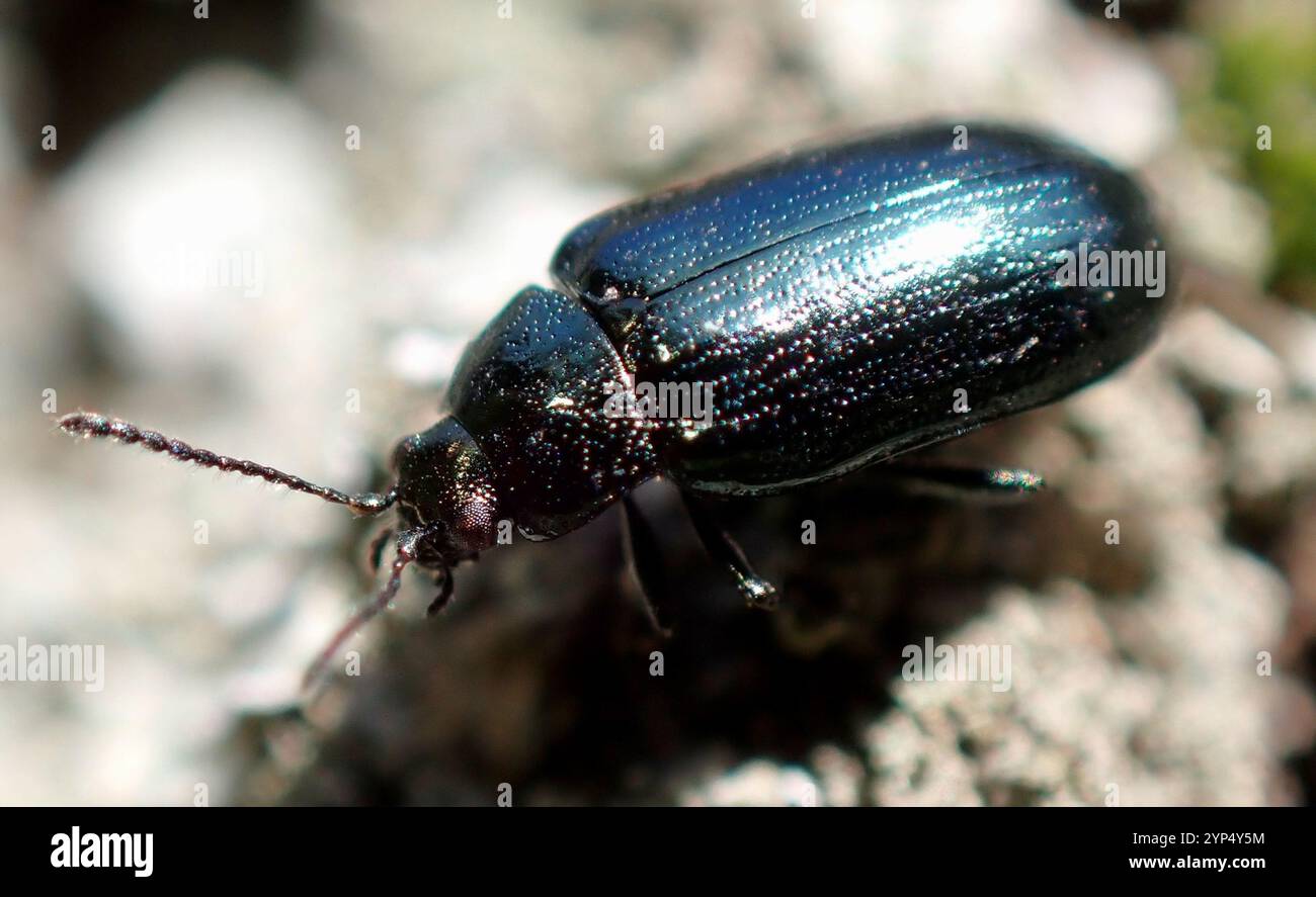 Blue Willow Beetle (Phratora vulgatissima Stock Photo - Alamy
