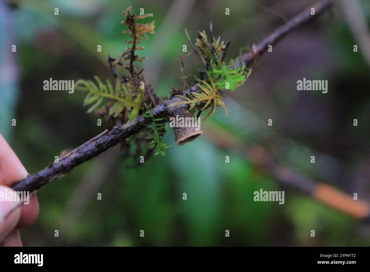 bird's nest fungi (Nidulariaceae Stock Photo - Alamy