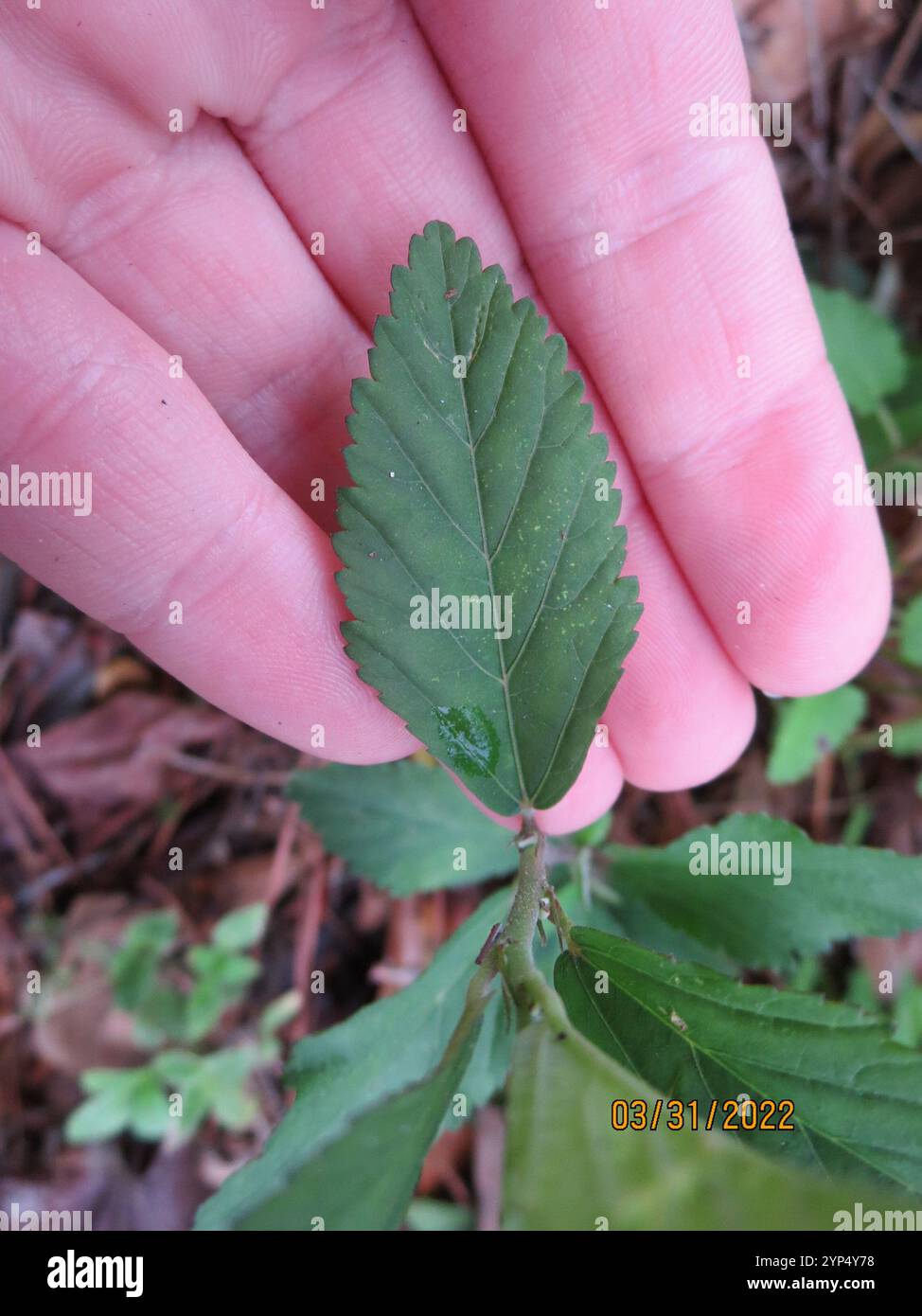 Cuban jute (Sida rhombifolia Stock Photo - Alamy