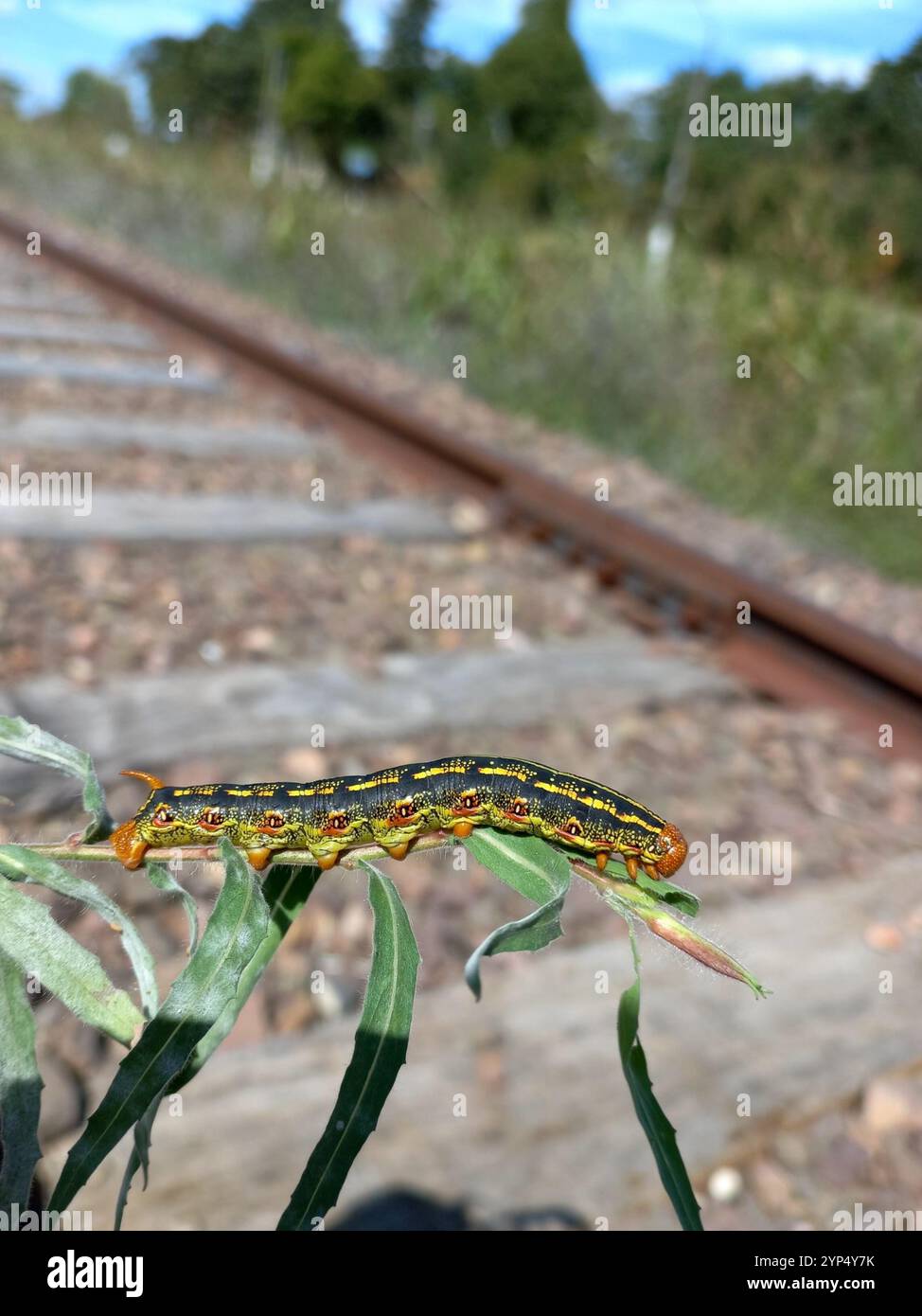 White-lined Sphinx (Hyles lineata Stock Photo - Alamy