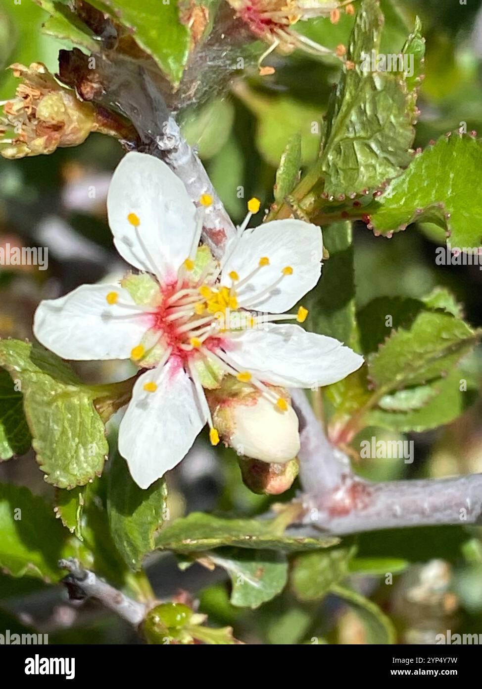 Desert Apricot (Prunus fremontii Stock Photo - Alamy