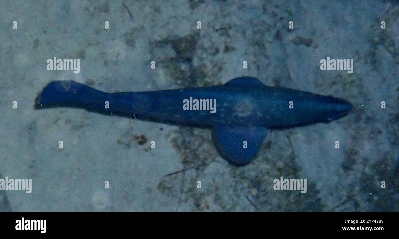 Greater Soapfish (Rypticus saponaceus Stock Photo - Alamy