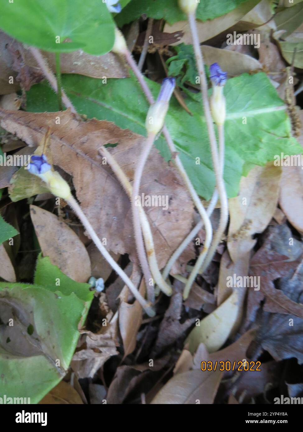 one-flowered cancer-root (Aphyllon uniflorum Stock Photo - Alamy