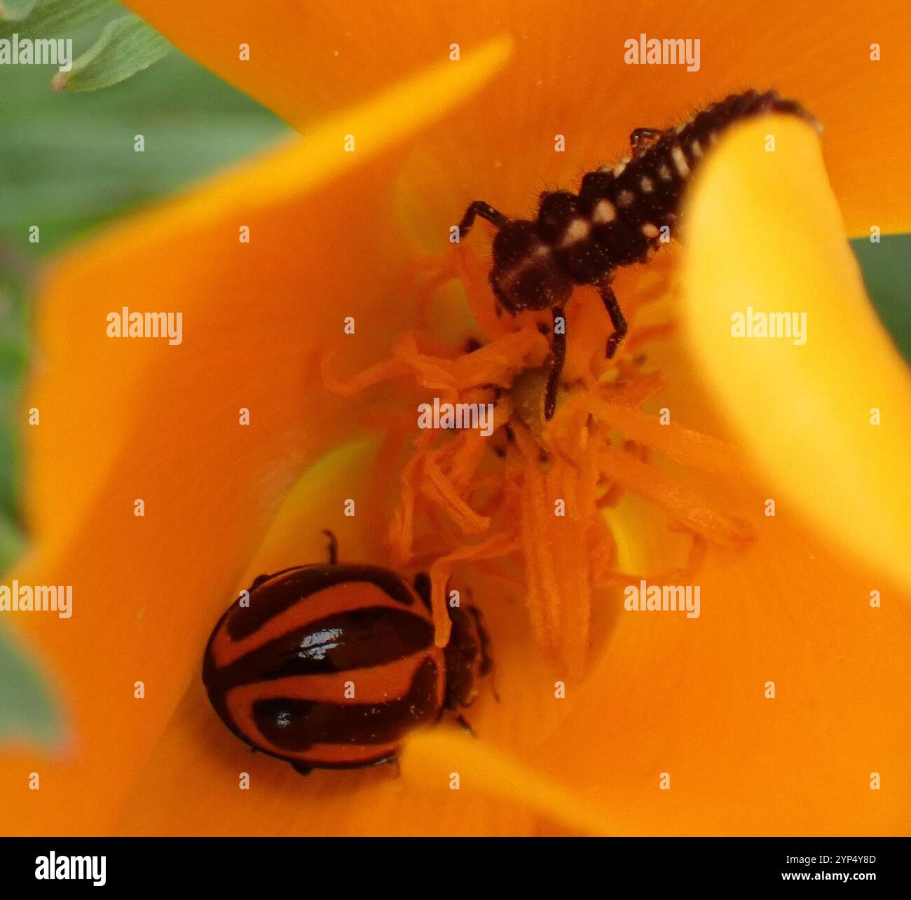 Micraspis hi-res stock photography and images - Alamy