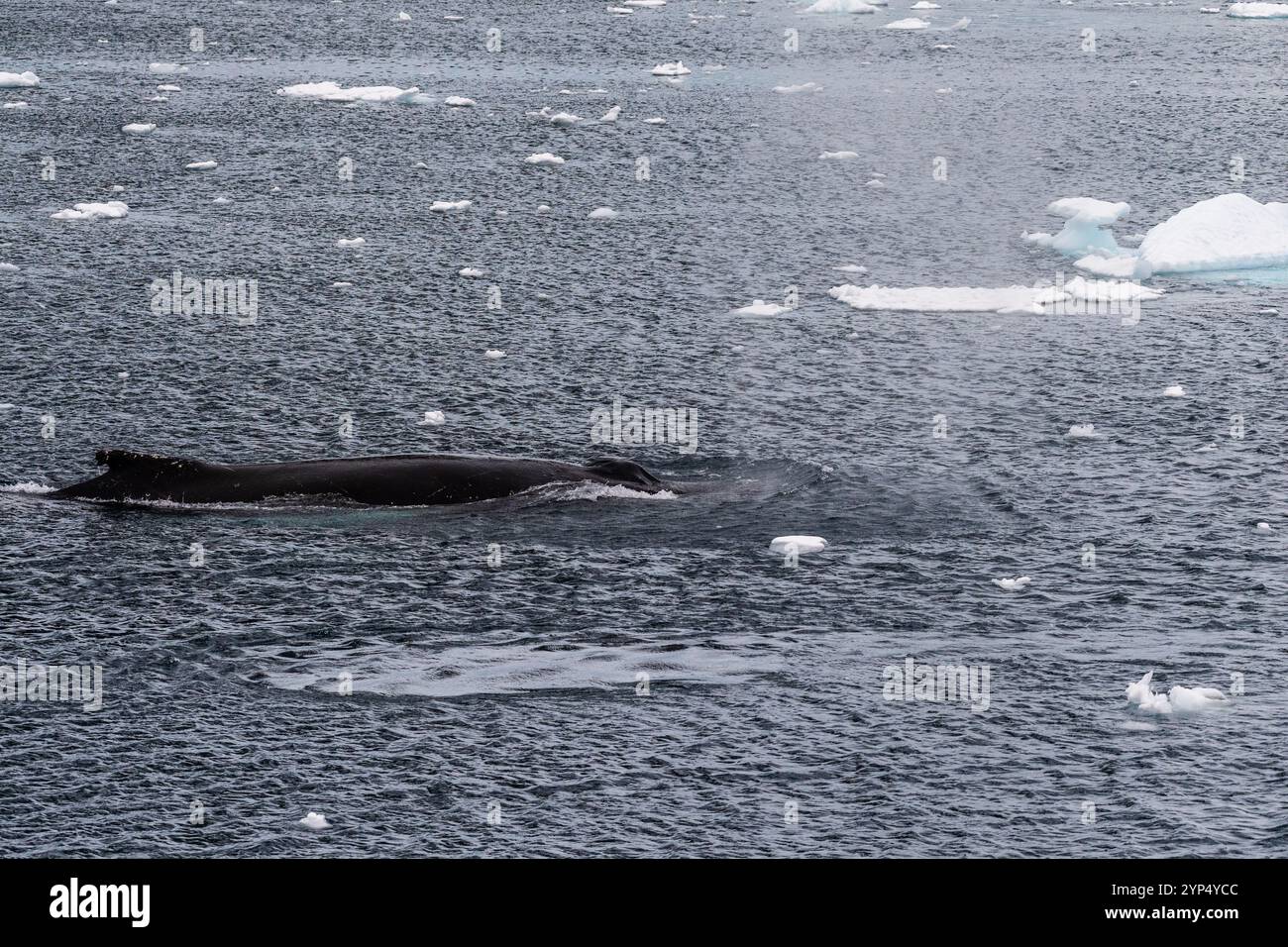 Humpback whale tail angle hi-res stock photography and images - Alamy