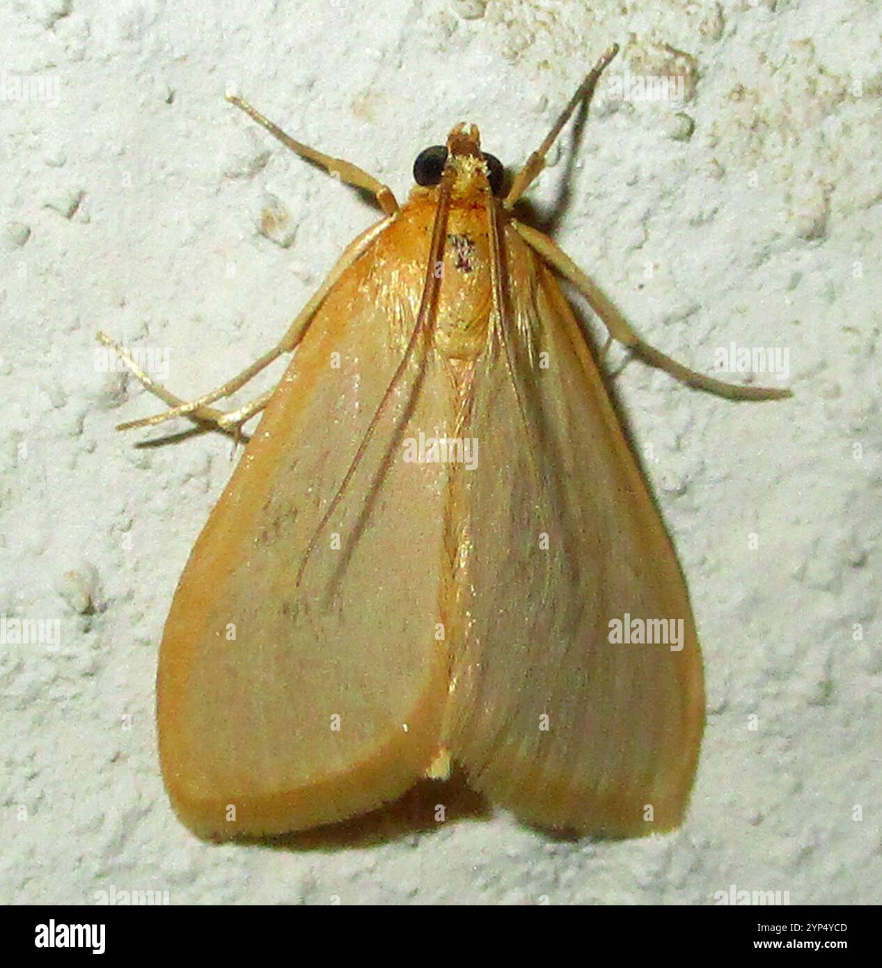 Impunctata hi-res stock photography and images - Alamy