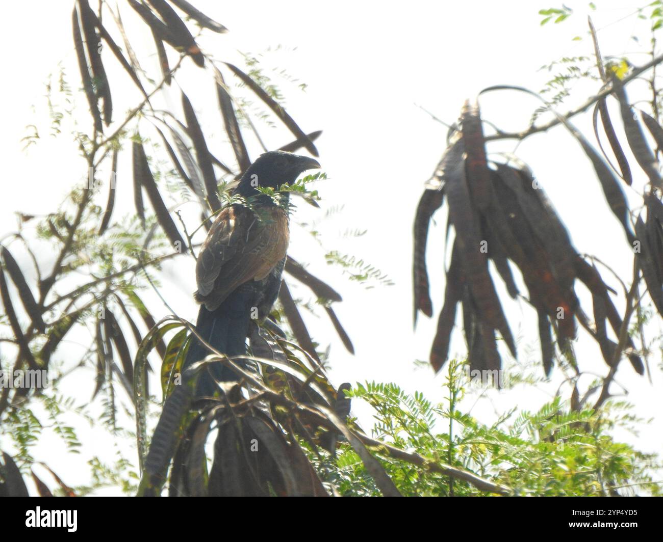 Lesser Coucal (Centropus bengalensis Stock Photo - Alamy