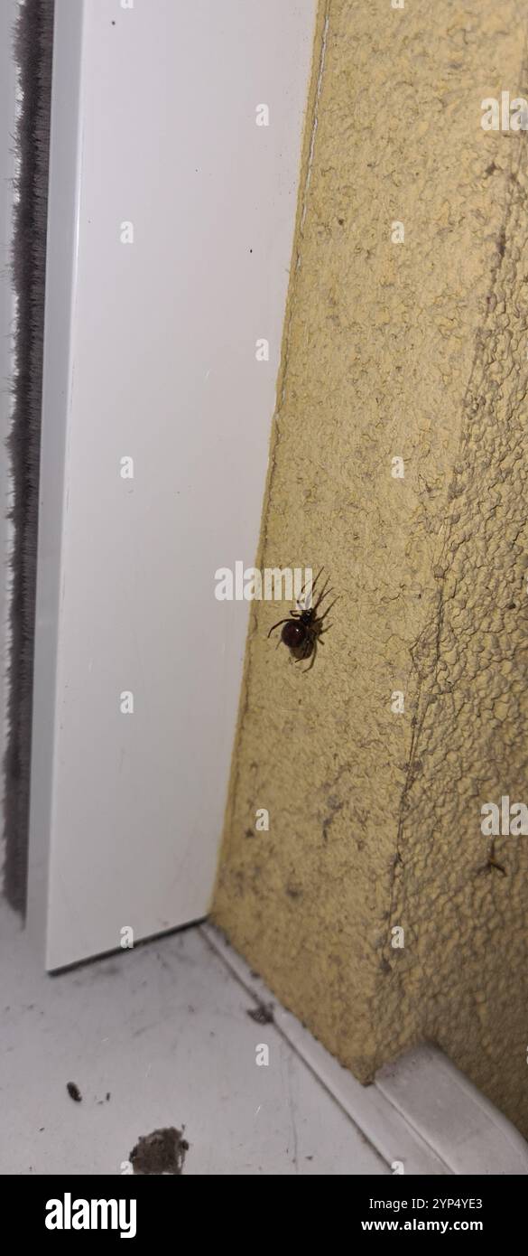 Rabbit Hutch Spider (Steatoda bipunctata Stock Photo - Alamy