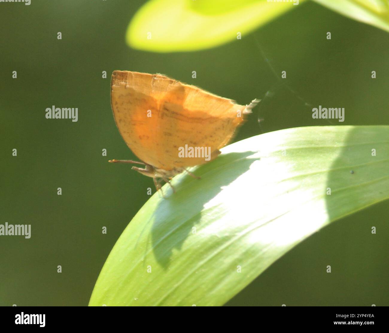 Loxura atymnus hi-res stock photography and images - Alamy