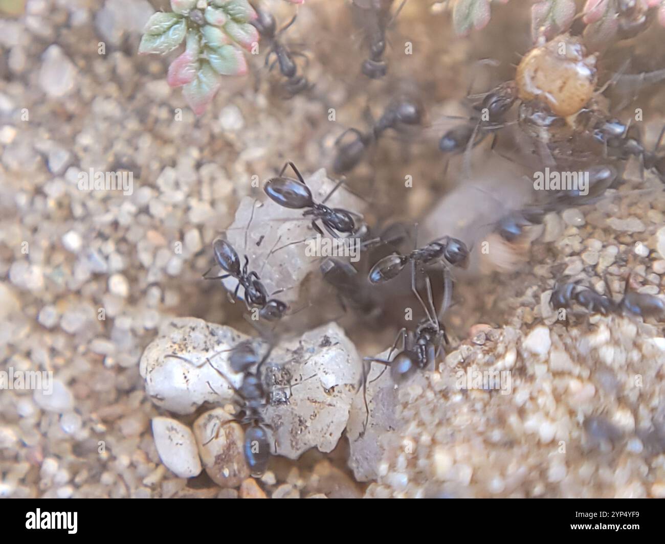 Crazy Pyramid Ant (Dorymyrmex insanus Stock Photo - Alamy