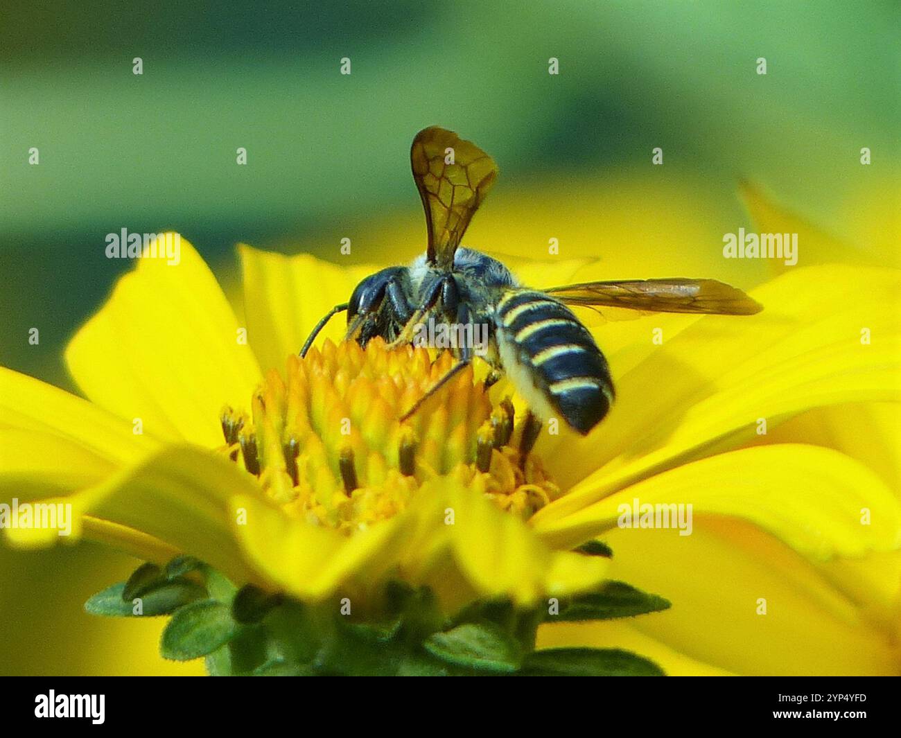 Pugnacious Leafcutter Bee (Megachile pugnata Stock Photo - Alamy