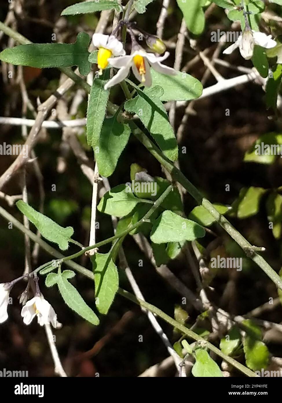 Texas nightshade (Solanum triquetrum Stock Photo - Alamy