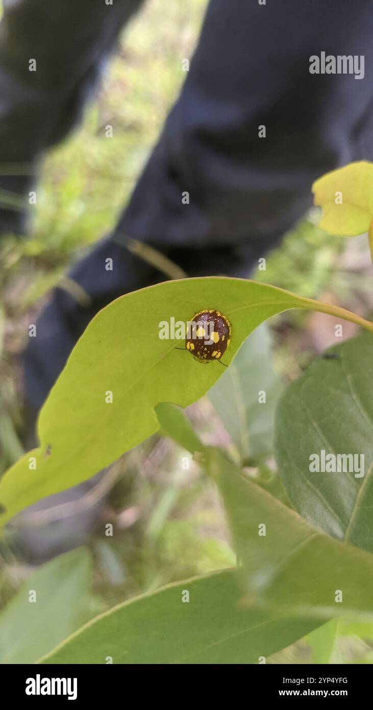Eucalypt Leaf Beetle (Paropsis maculata Stock Photo - Alamy