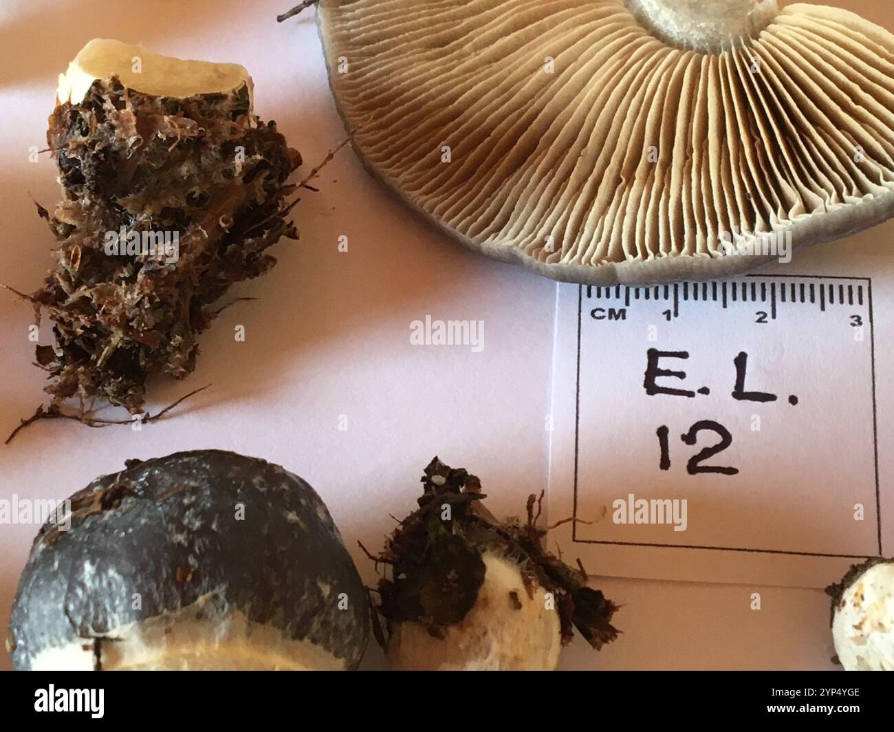 Metallicus hi-res stock photography and images - Alamy