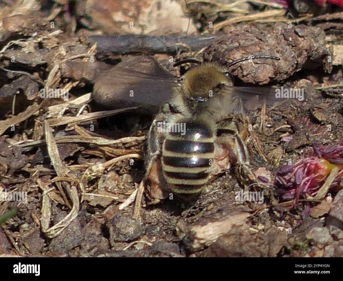 Cellophane bee colletes hi-res stock photography and images - Alamy
