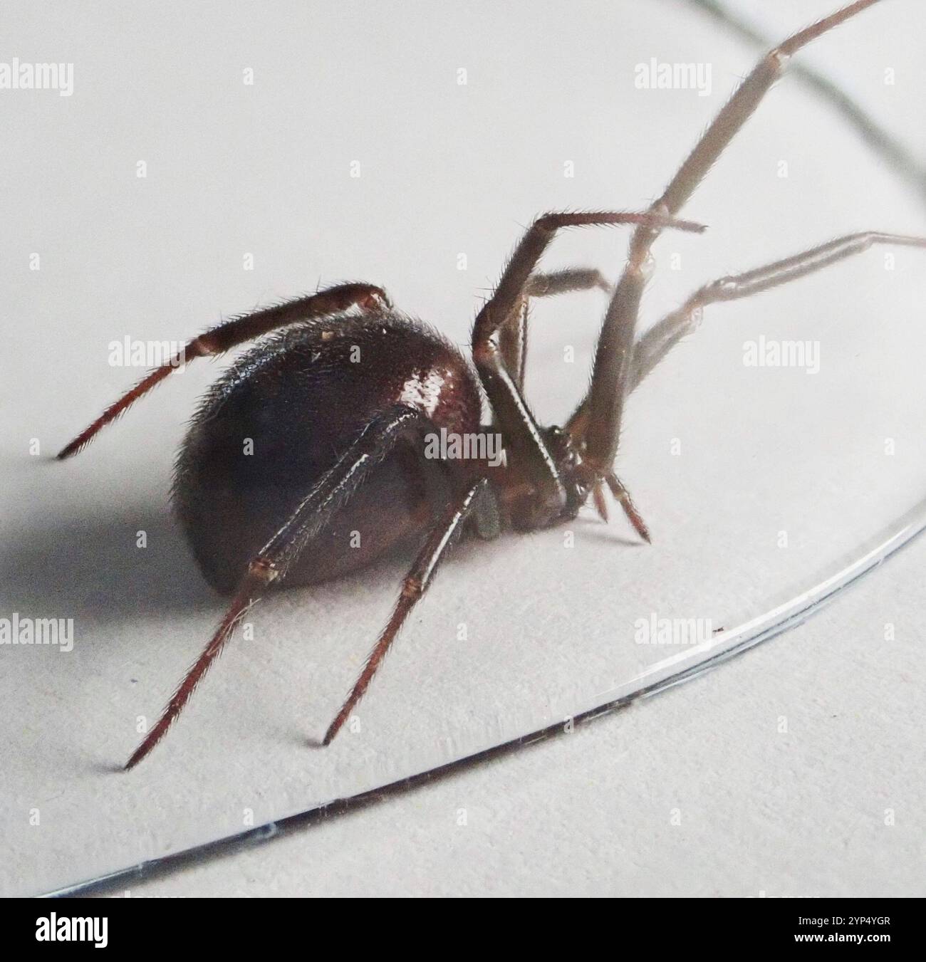 False Black Widow (Steatoda grossa Stock Photo - Alamy