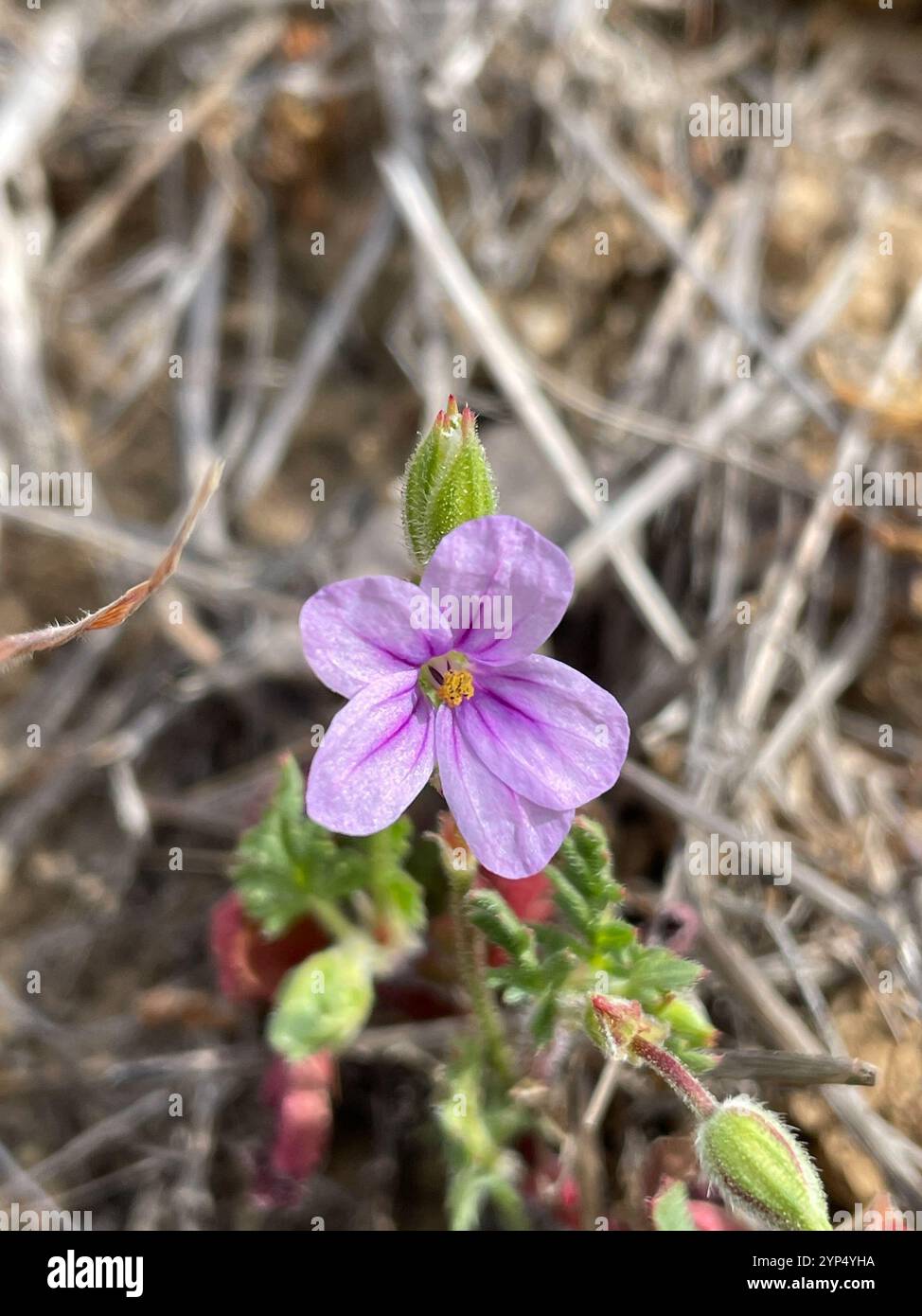 Mediterranean Stork's-bill (Erodium botrys Stock Photo - Alamy
