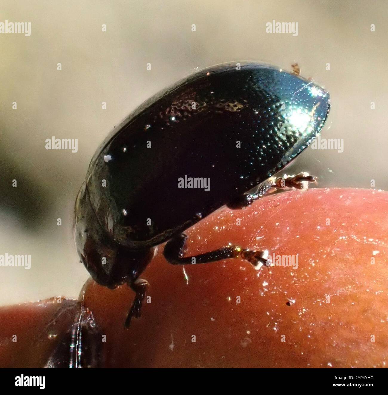 Willow Leaf Beetle (Plagiodera versicolora Stock Photo - Alamy