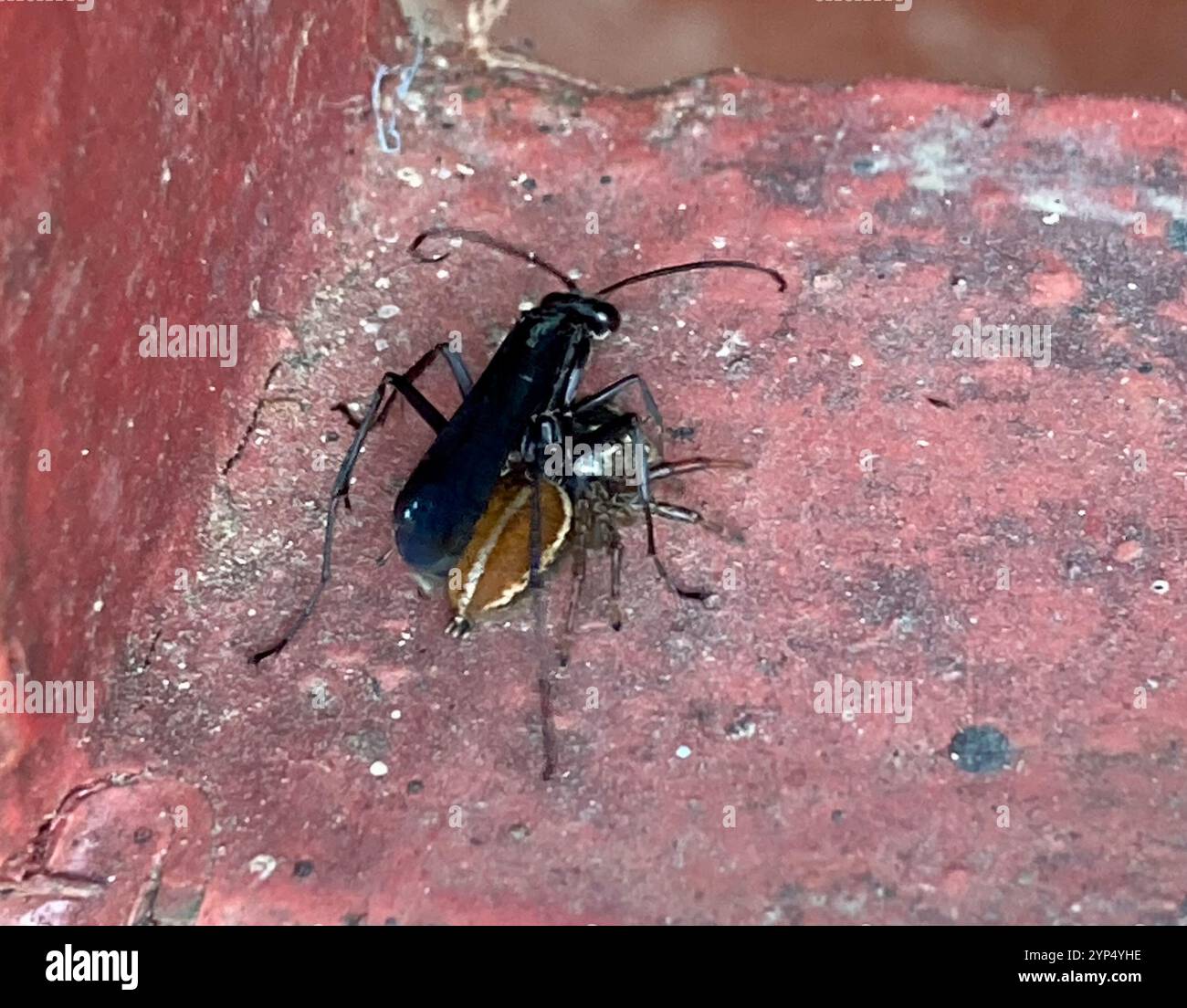 Spider Wasps (Pompilidae Stock Photo - Alamy