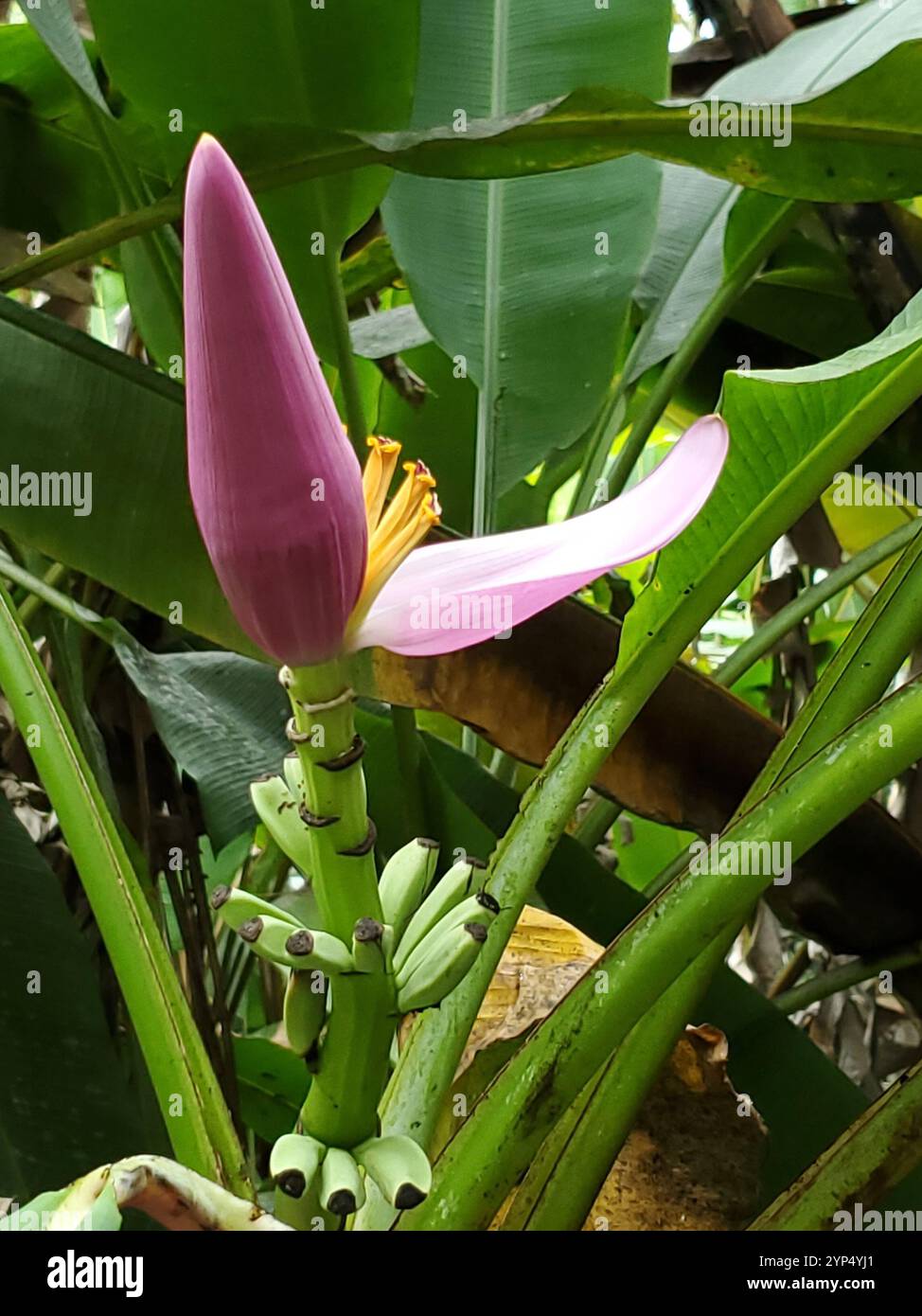 Flowering Banana (Musa ornata Stock Photo - Alamy