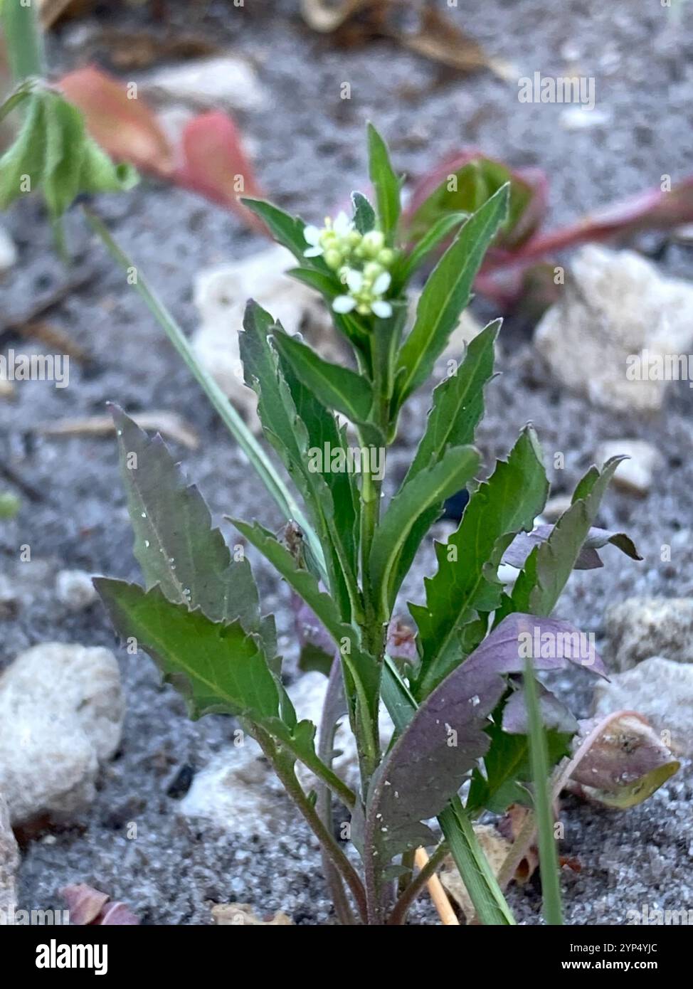 Virginia pepperweed (Lepidium virginicum Stock Photo - Alamy