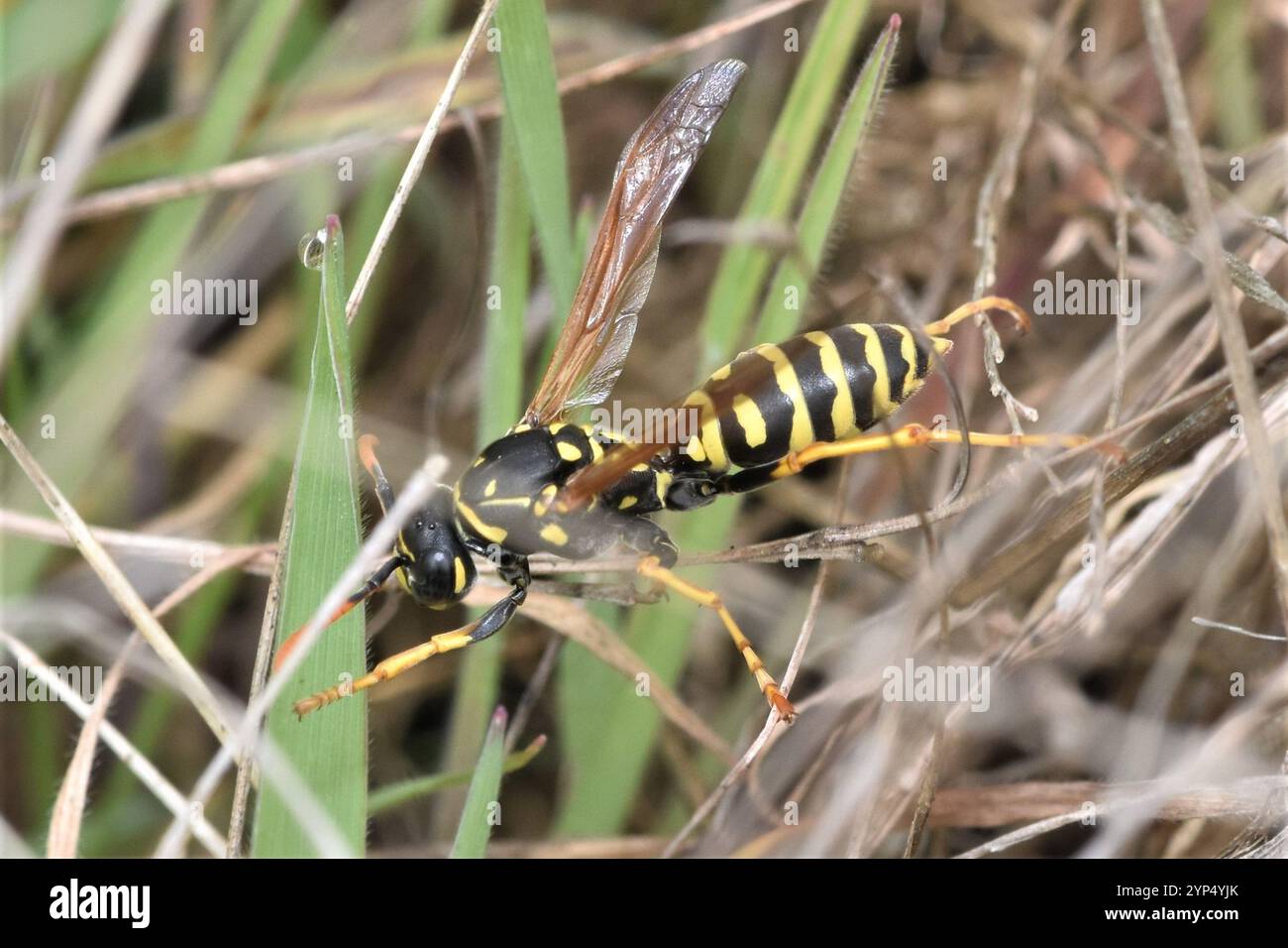 European Paper Wasp (Polistes dominula Stock Photo - Alamy