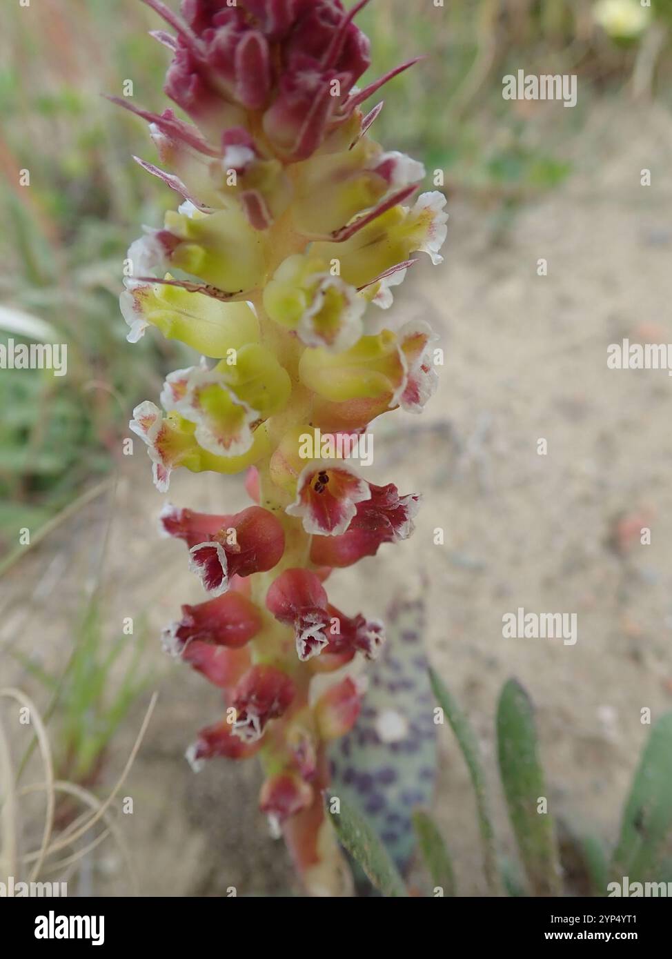 Palerim Viooltjie (Lachenalia membranacea Stock Photo - Alamy