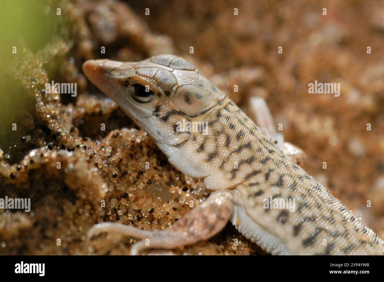Reticulate Sand Lizard (Meroles reticulatus Stock Photo - Alamy
