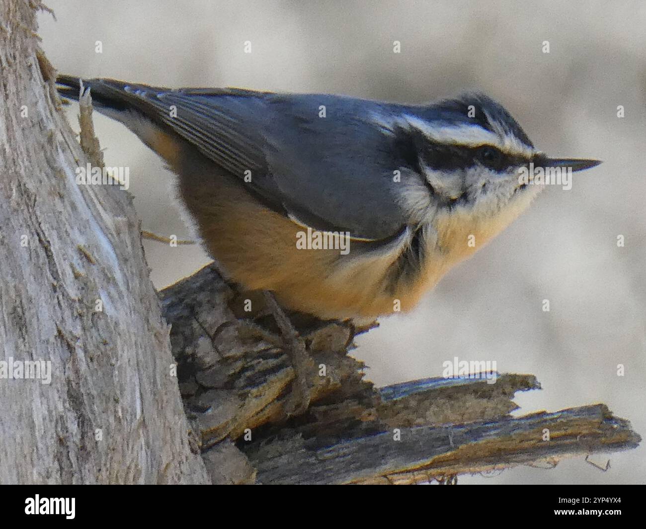 Red-breasted Nuthatch (Sitta canadensis Stock Photo - Alamy
