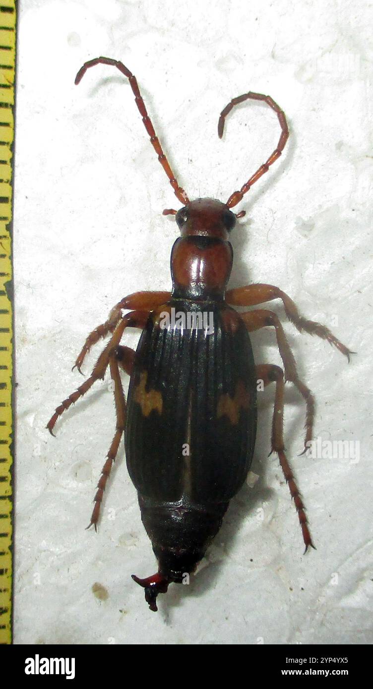 Pheropsophus hi-res stock photography and images - Alamy