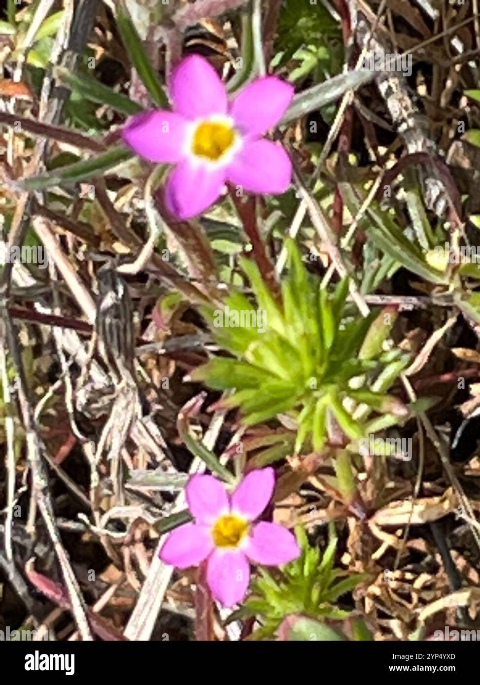 true babystars (Leptosiphon bicolor Stock Photo - Alamy