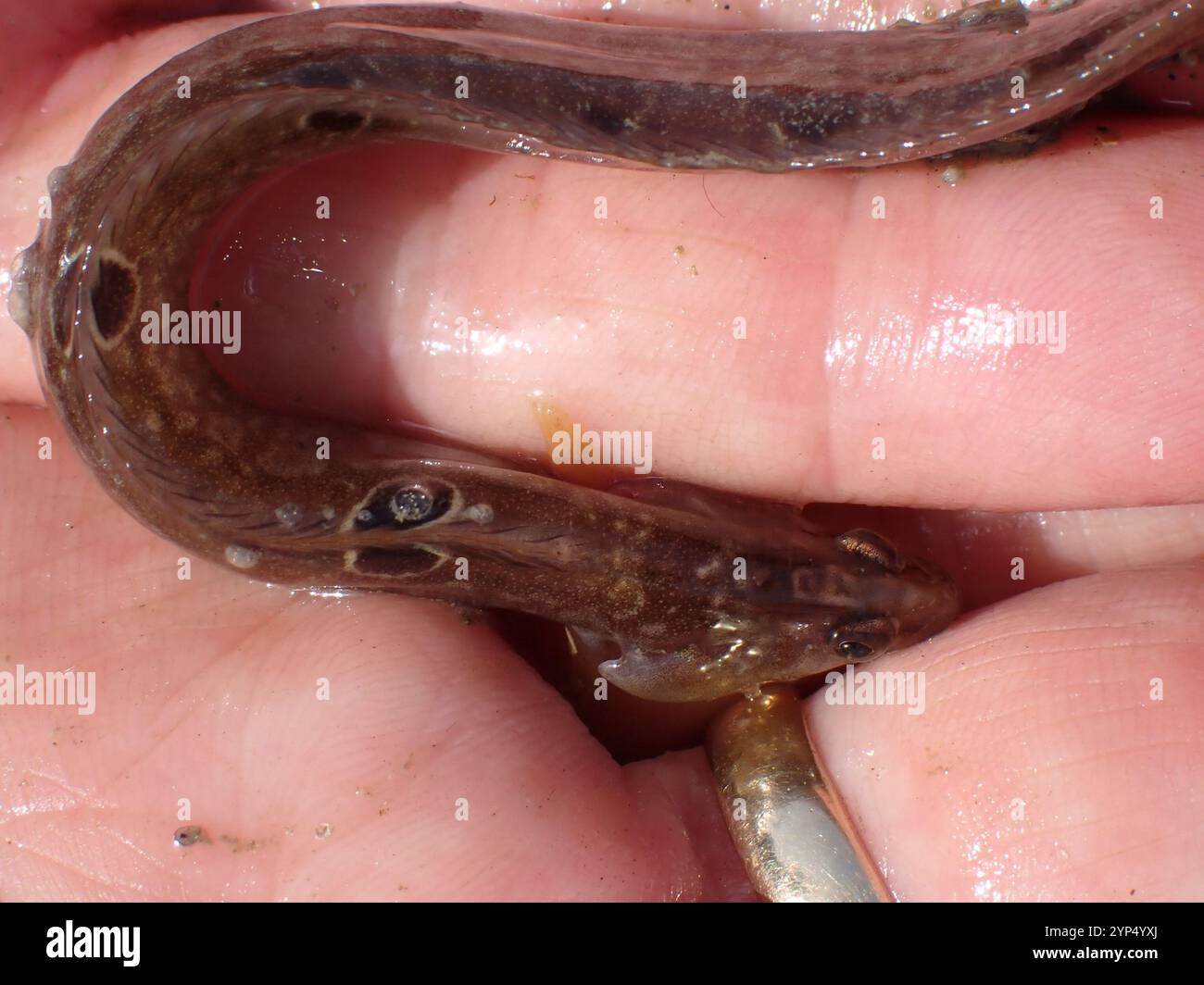 Rock Gunnel (Pholis gunnellus Stock Photo - Alamy