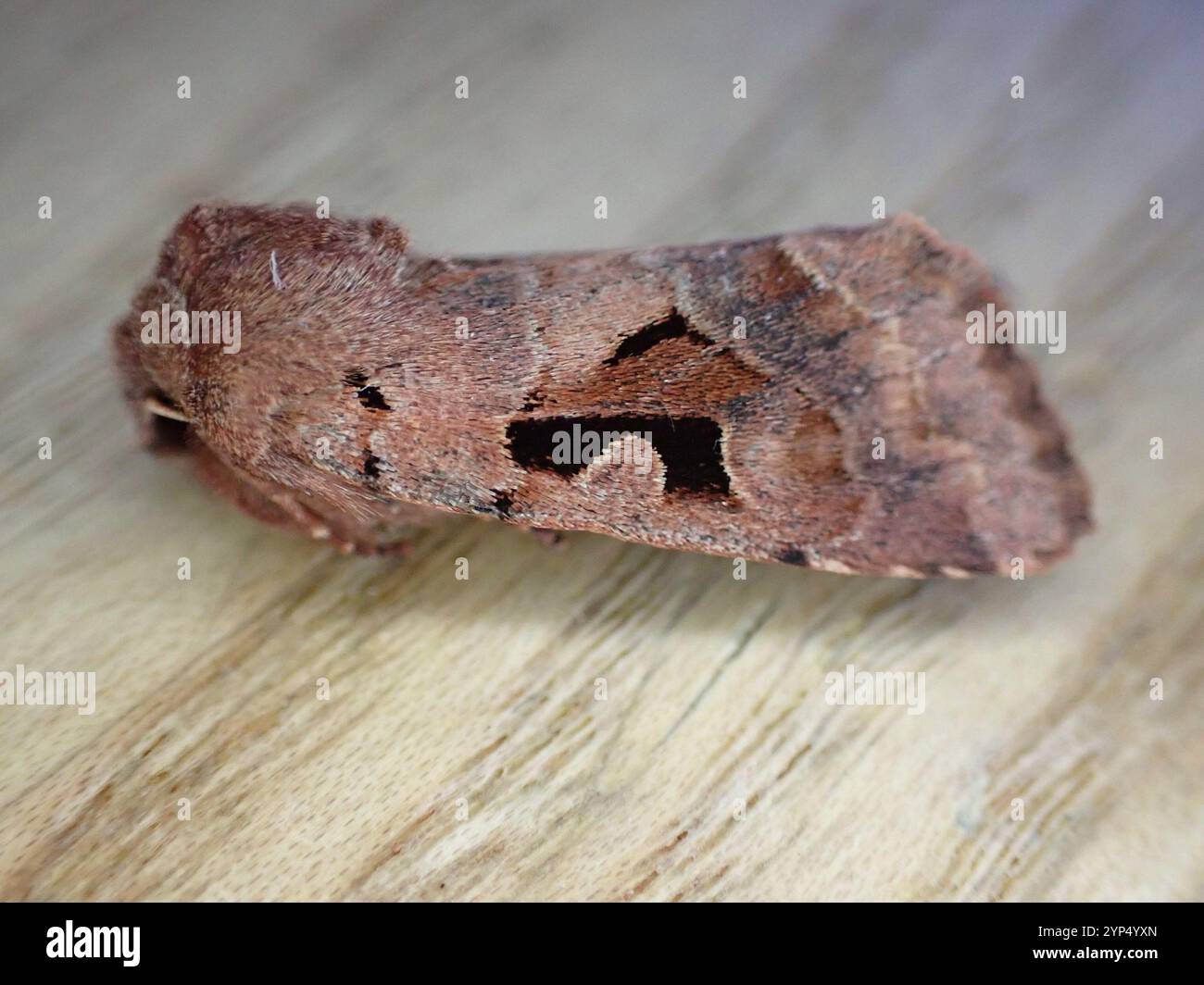 Hebrew Character (Orthosia gothica Stock Photo - Alamy