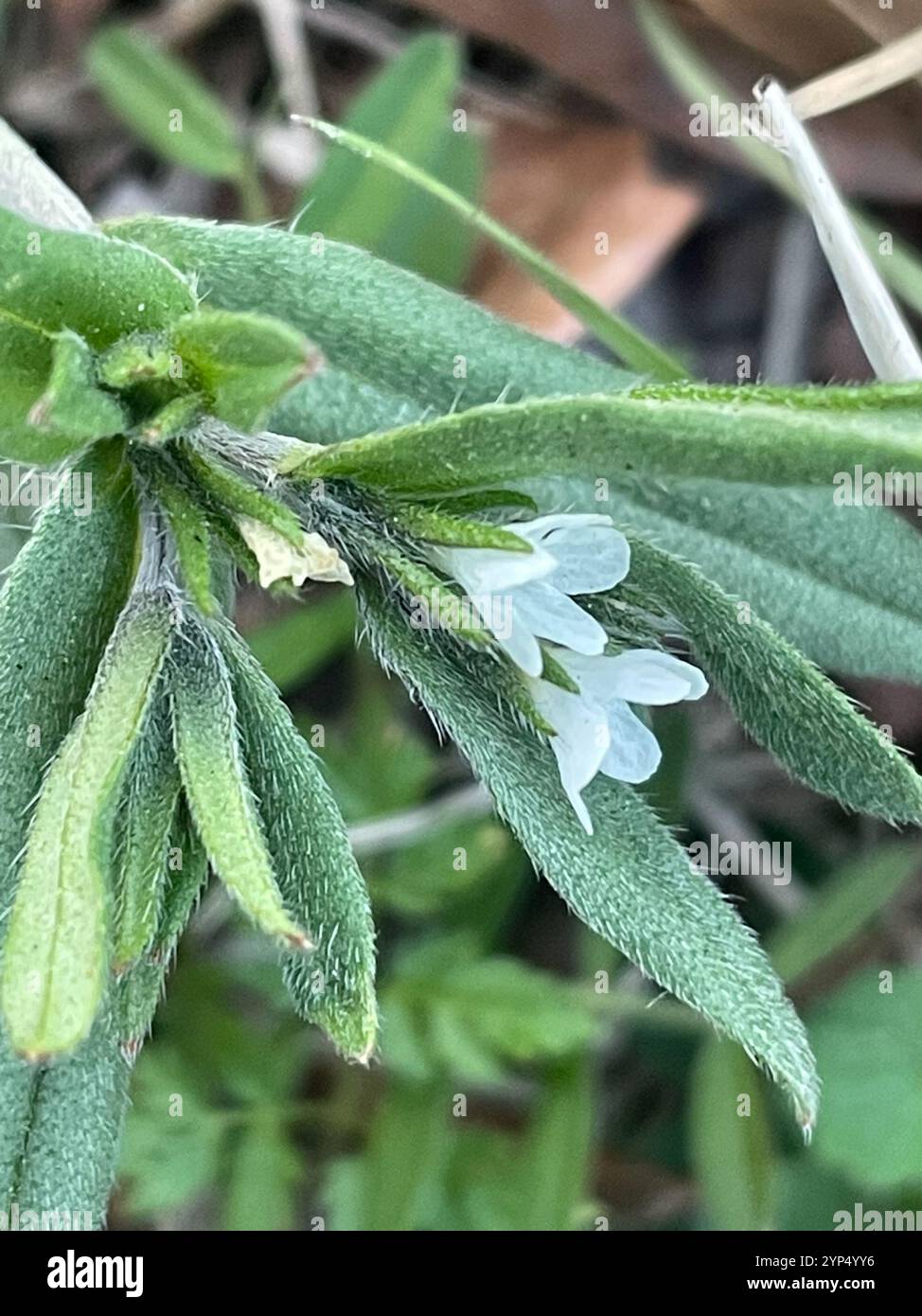 corn gromwell (Buglossoides arvensis Stock Photo - Alamy