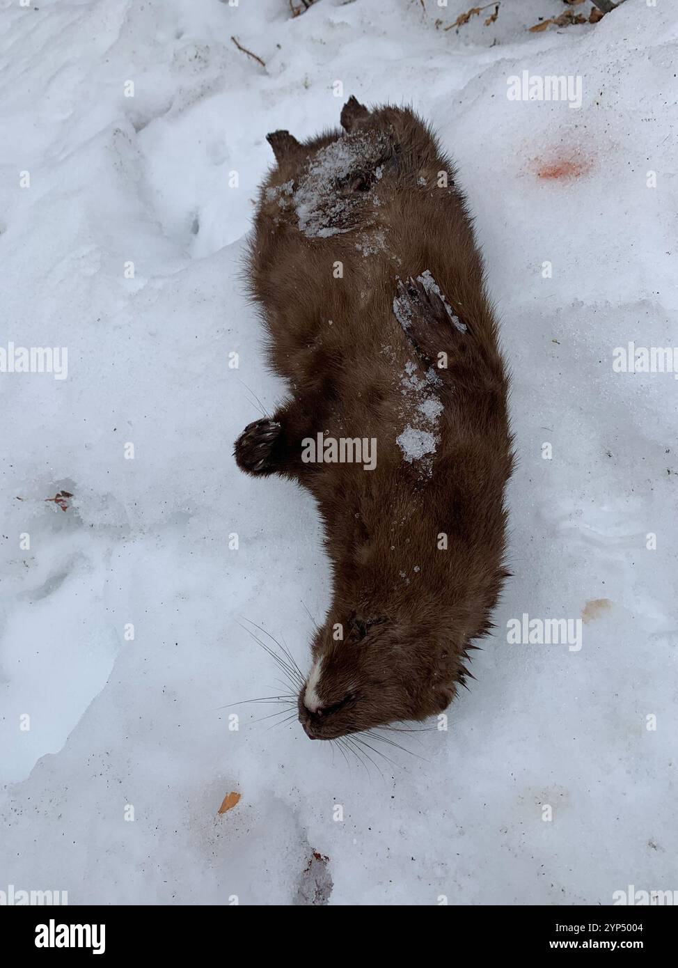 American Mink (Neogale vison Stock Photo - Alamy