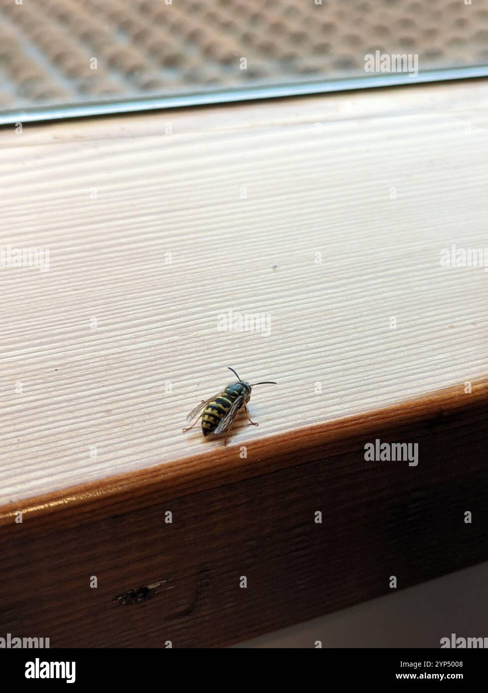 Alaska Yellowjacket (Vespula alascensis Stock Photo - Alamy