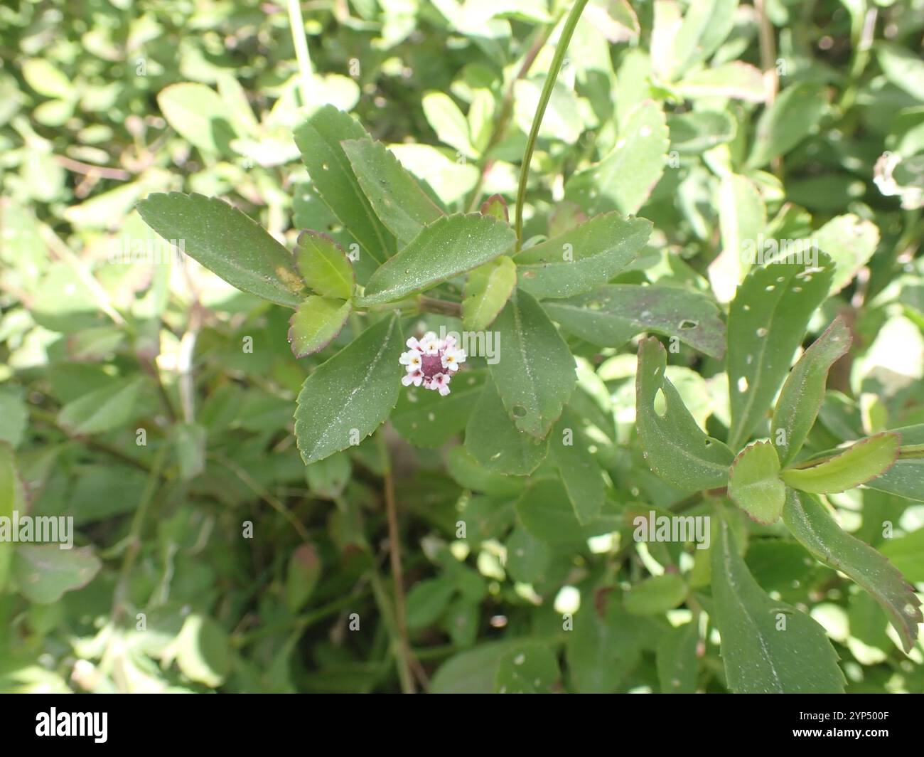 turkey tangle frogfruit (Phyla nodiflora Stock Photo - Alamy