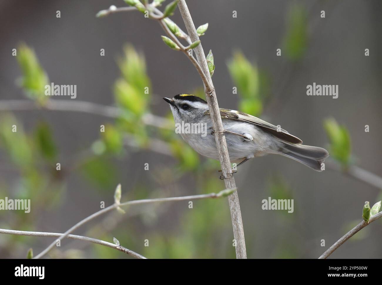 Golden-crowned Kinglet (Regulus satrapa Stock Photo - Alamy