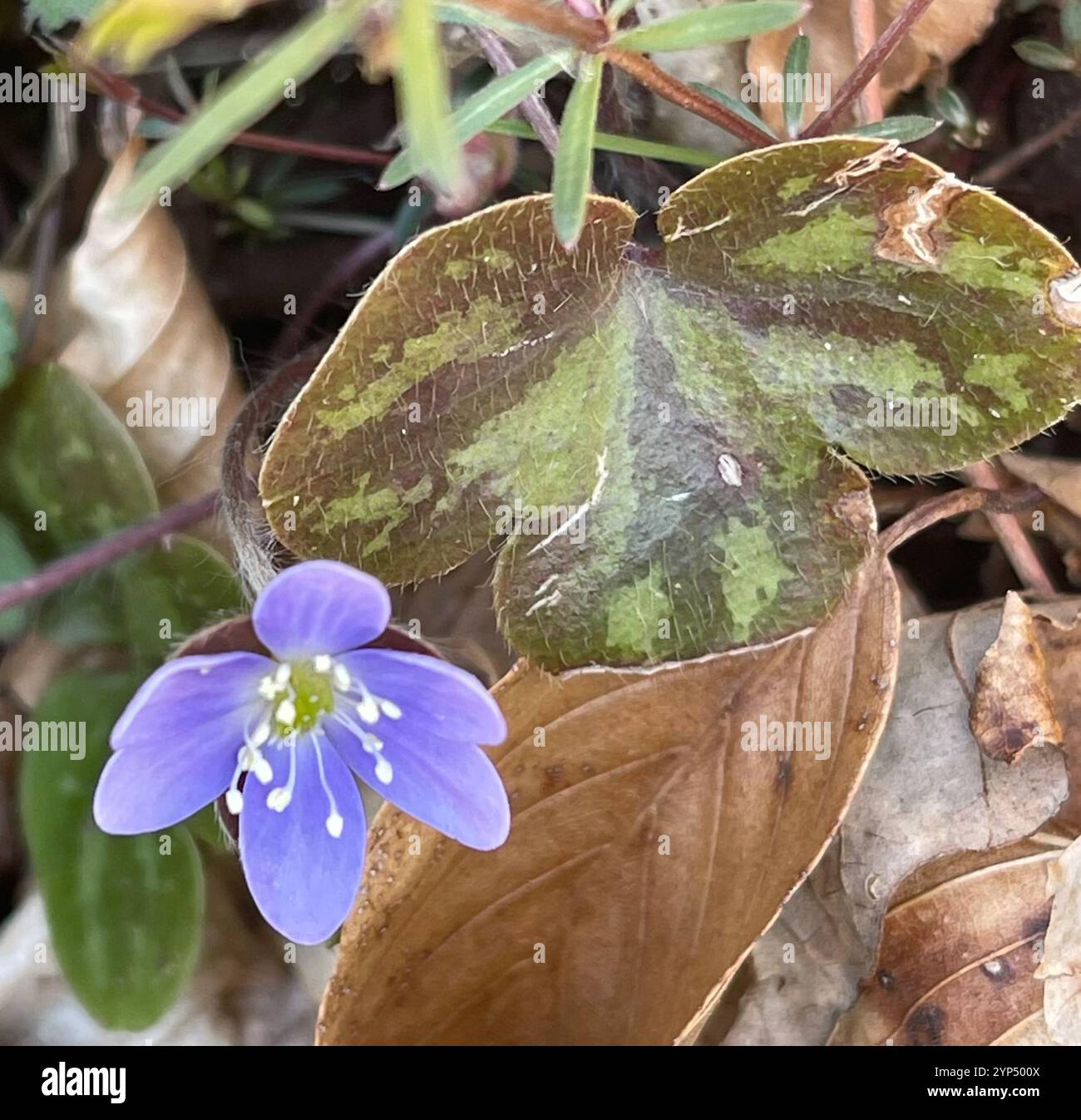 round-lobed hepatica (Hepatica americana Stock Photo - Alamy