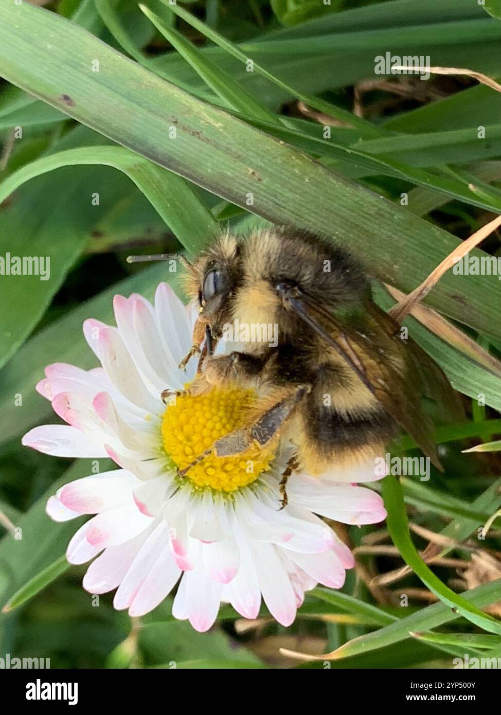 Sitka Bumble Bee (Bombus sitkensis Stock Photo - Alamy