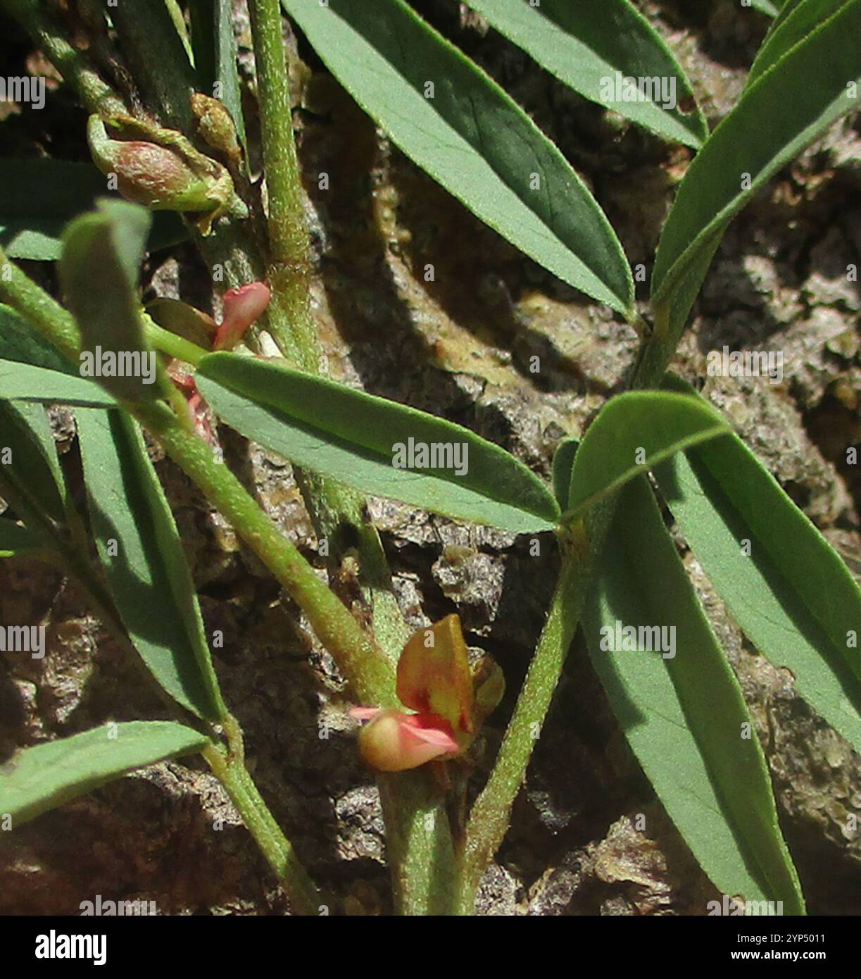 (Indigofera cryptantha cryptantha Stock Photo - Alamy
