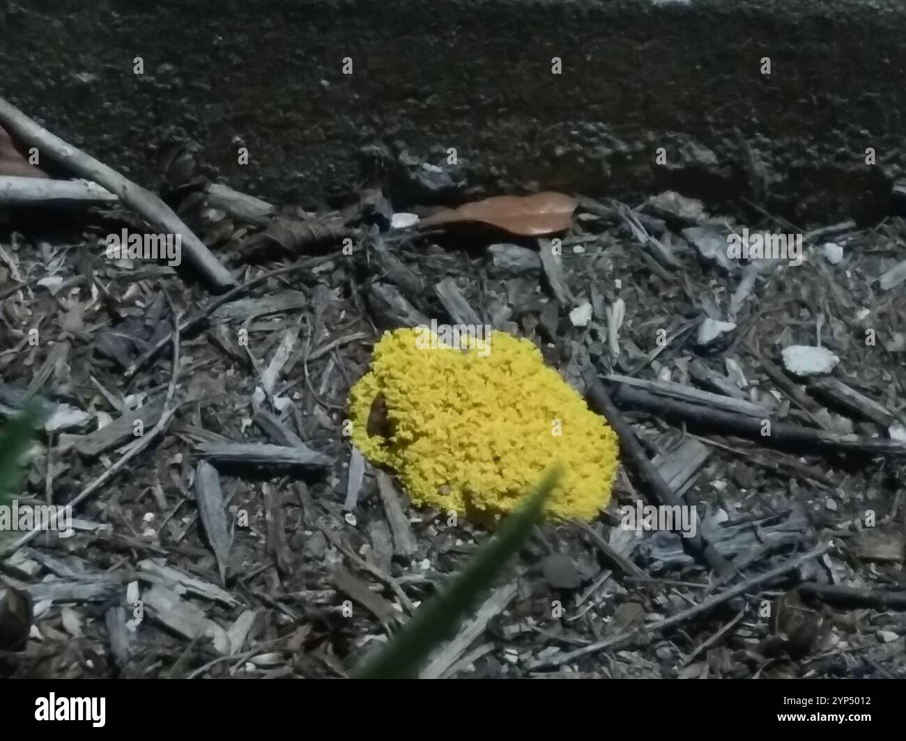 Dog Vomit Slime Mold (Fuligo septica Stock Photo - Alamy