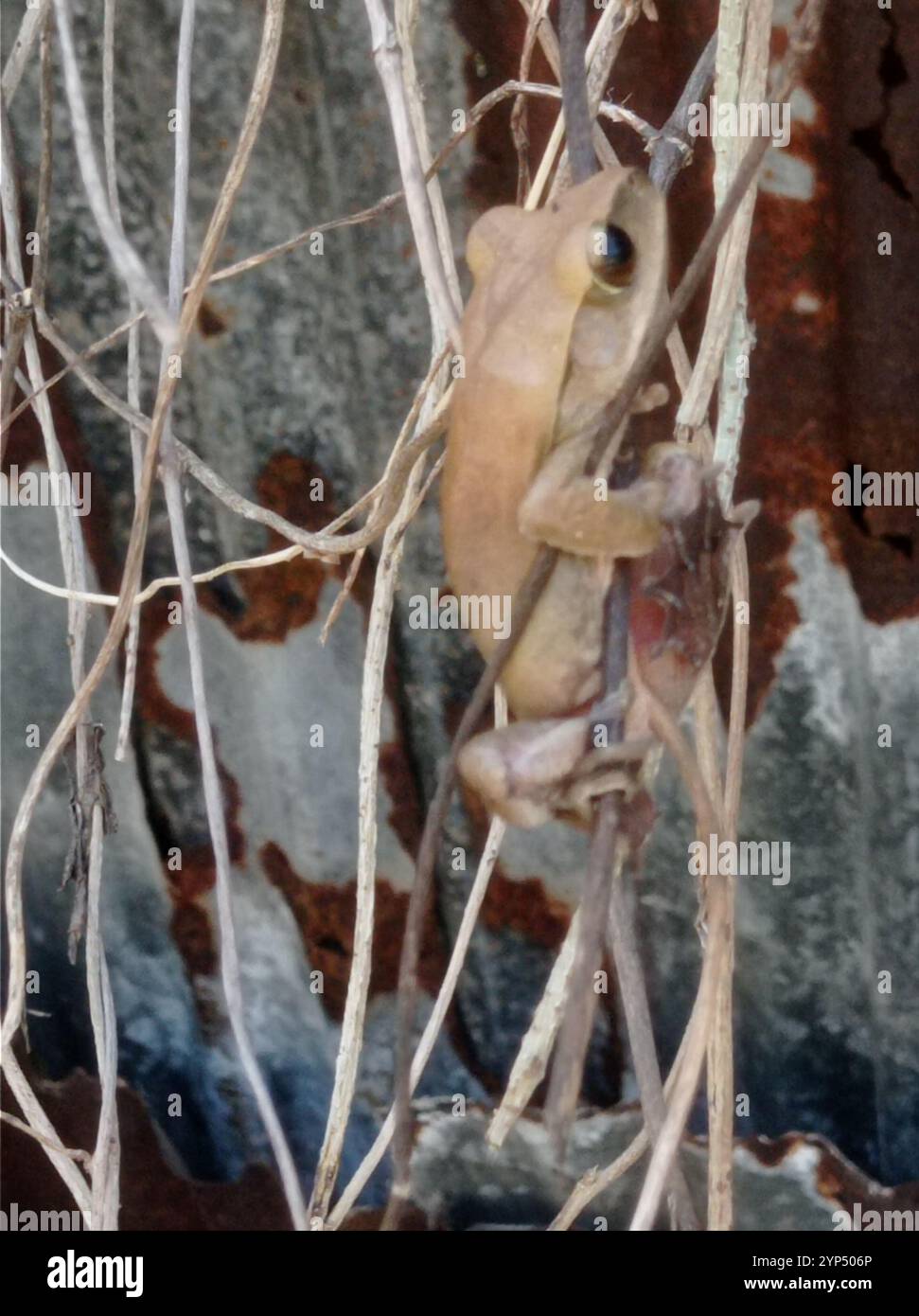 Spot-legged Tree Frog (Polypedates megacephalus Stock Photo - Alamy