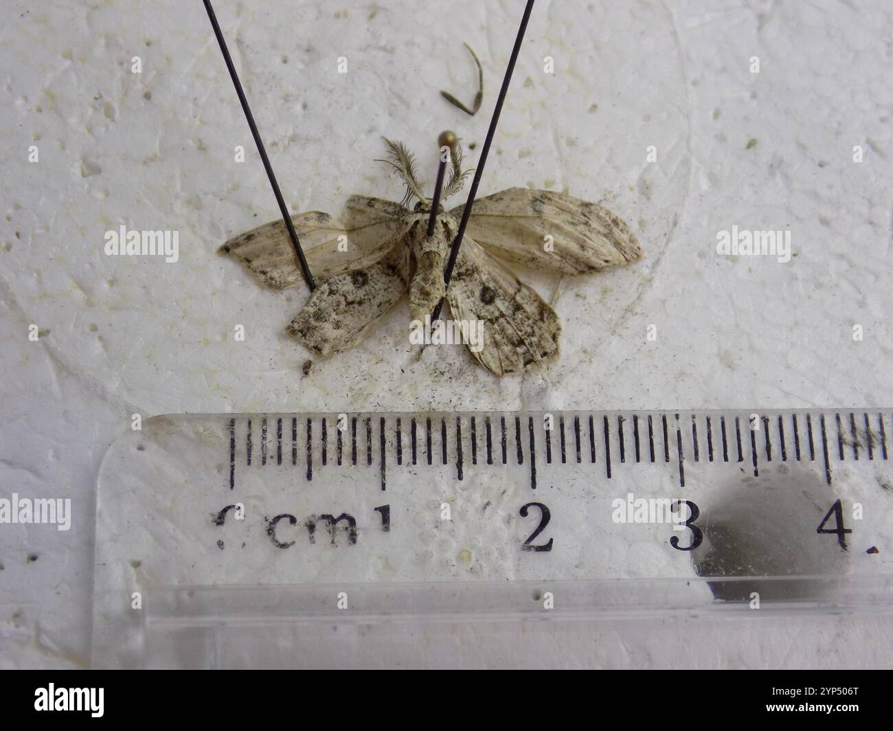 Umber Moth (Hypomecis umbrosaria Stock Photo - Alamy