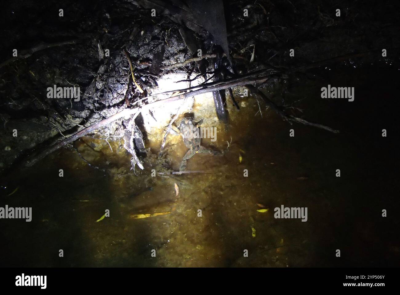 Common Eastern Froglet (Crinia signifera Stock Photo - Alamy